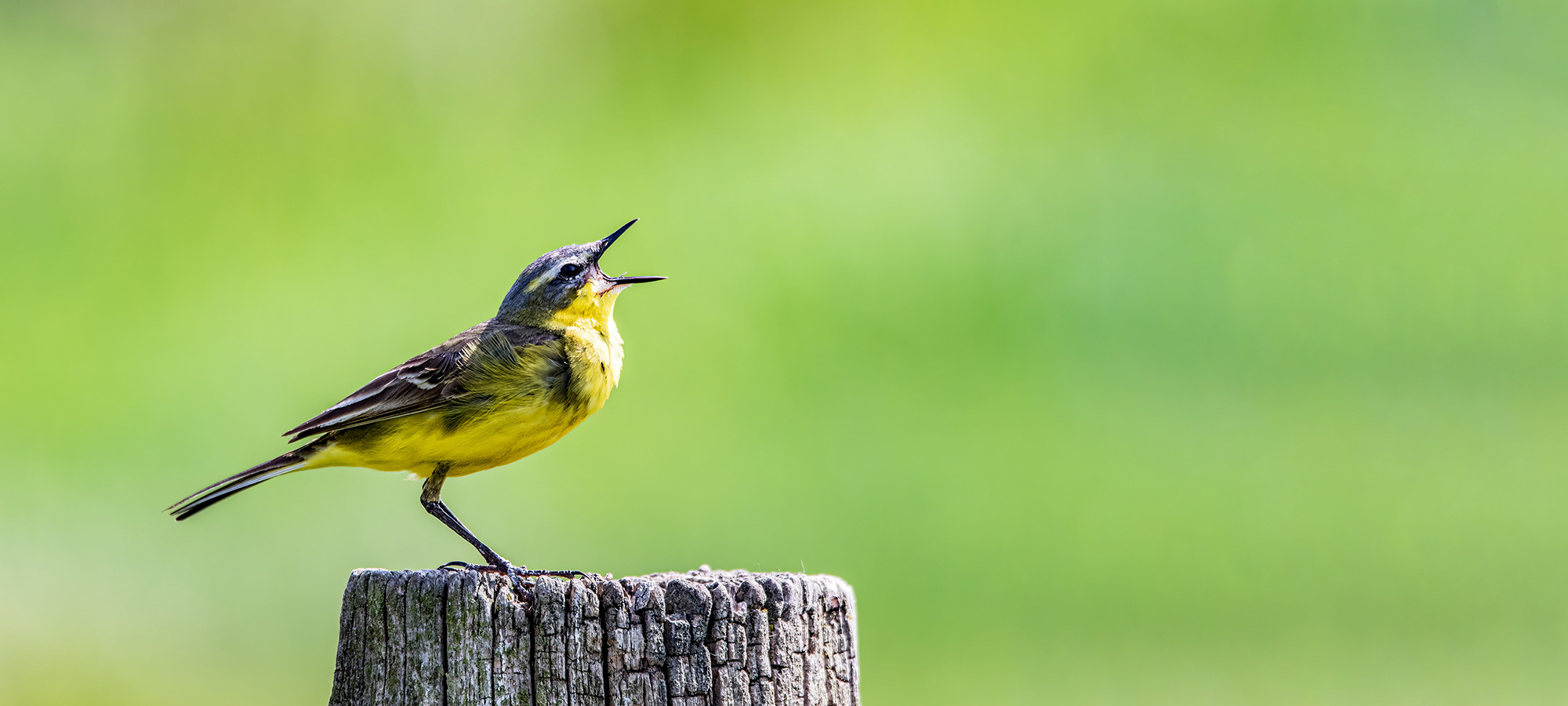Fotomotive finden im Mai / Juni - Naturfotografie.de