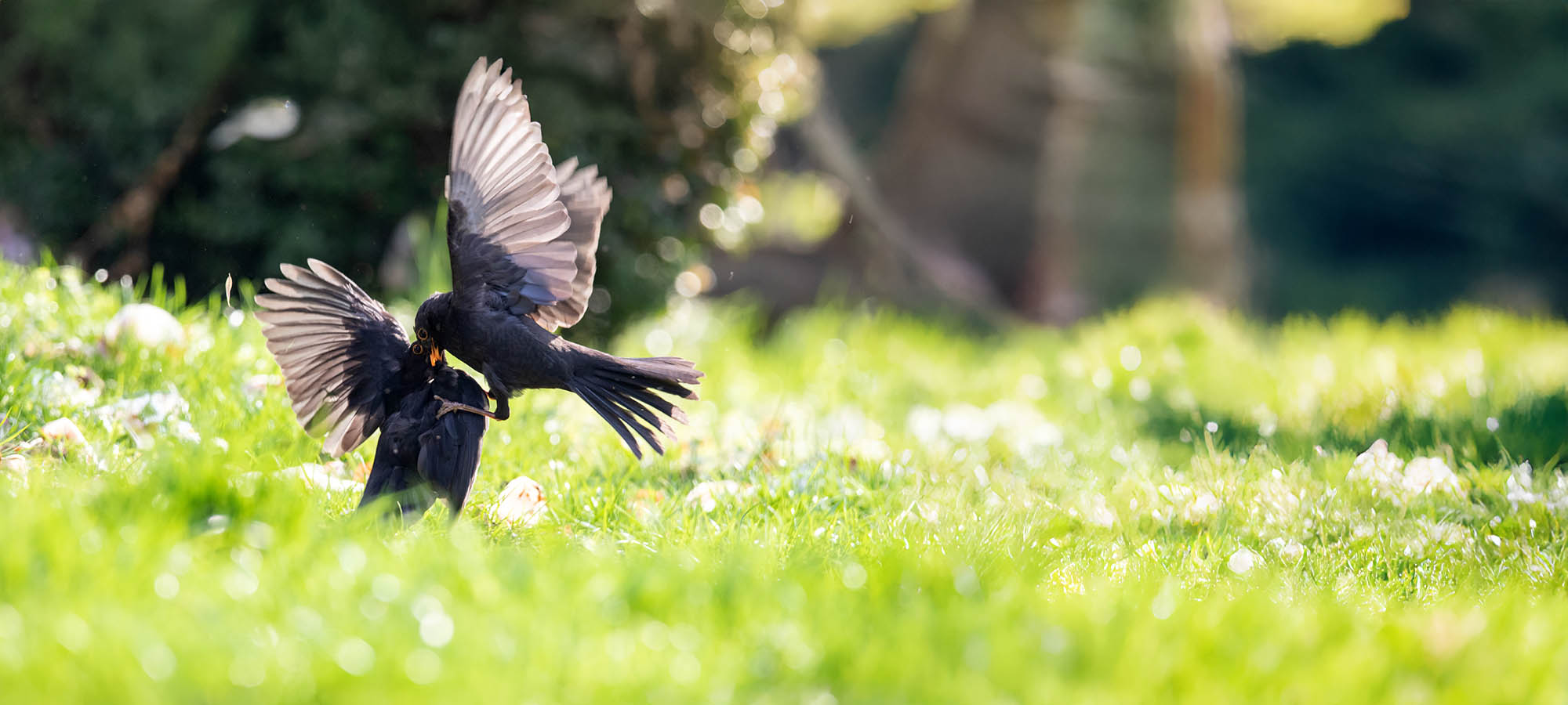 Die Amsel - Ein Vogelportrait - Naturfotografie.de